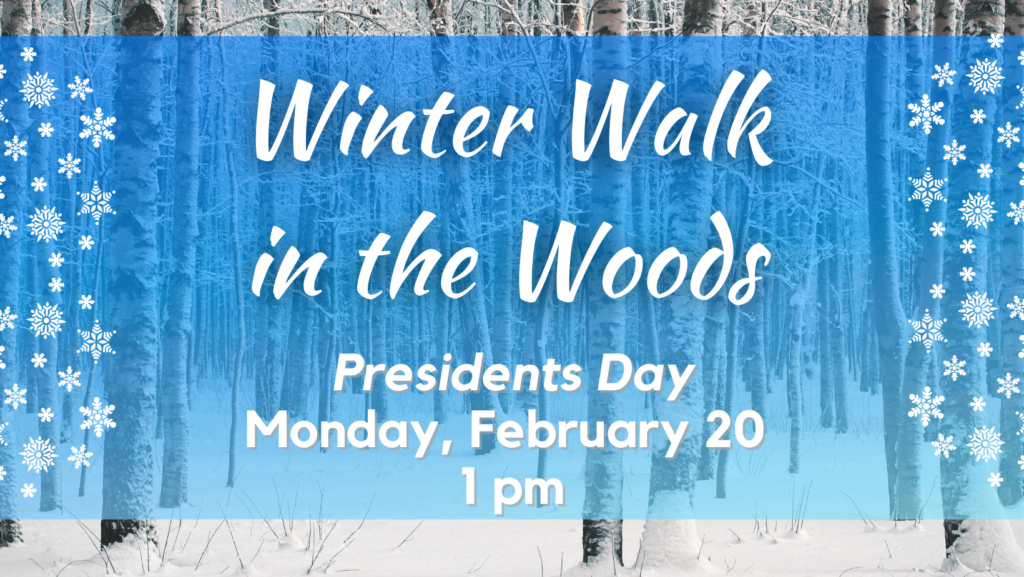 Winter Walk in the Woods - Liriodendron